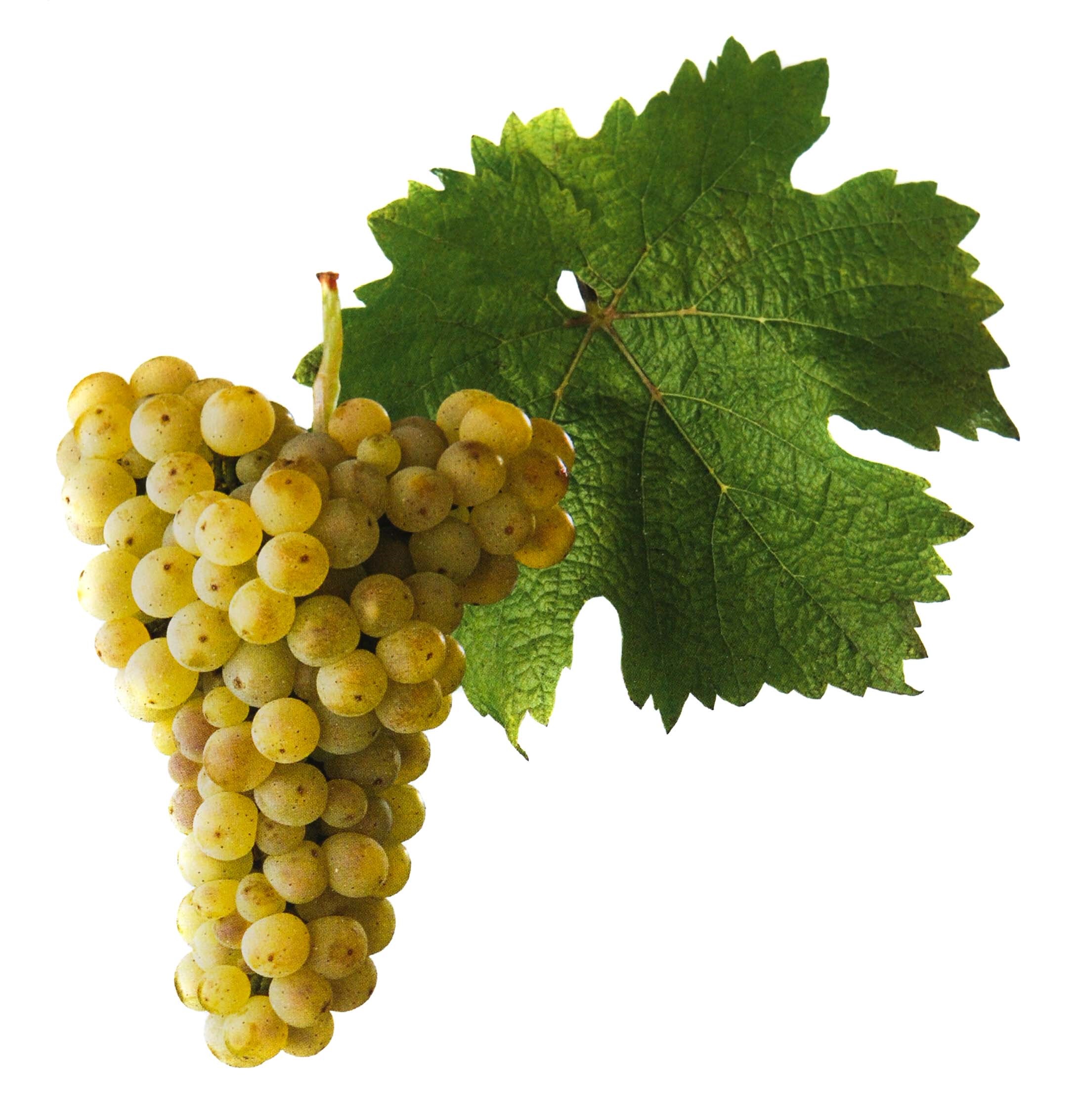 Ryzlink rýnský, výběr z hroznů, polosladké víno, 2021 - Líbal ...